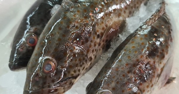 Promotion Frozen Grouper