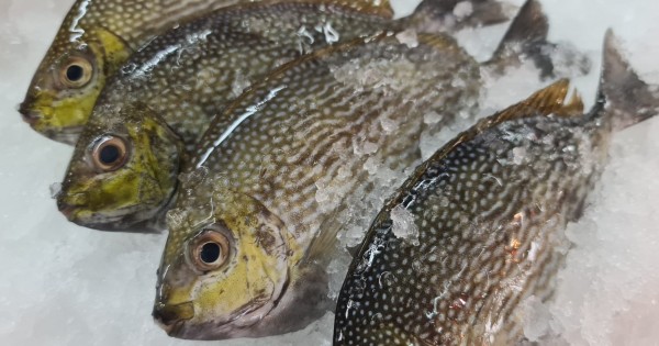 Promotion Java Rabbitfish