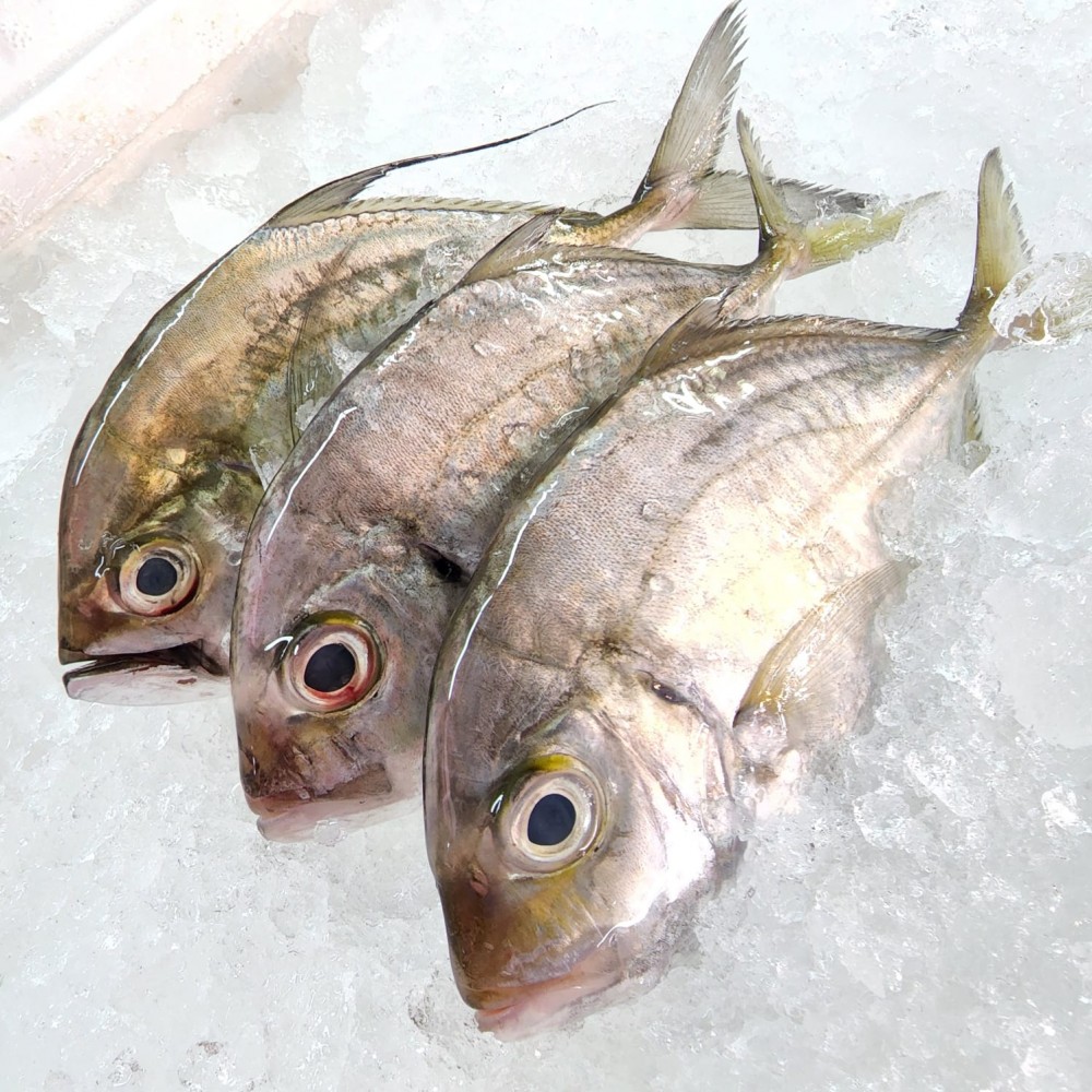 Promotion Small Longfin Trevally