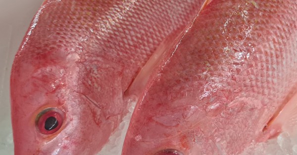 Promotion Wild Big Red Snapper