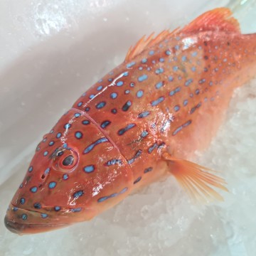 Fresh Seafood