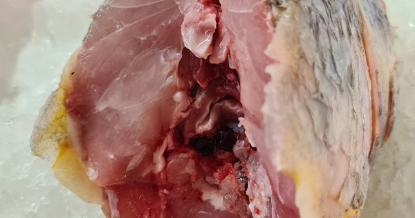 Promotion Huge Threadfin Fish Head