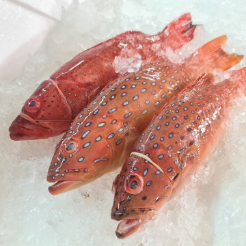Tankfully Fresh