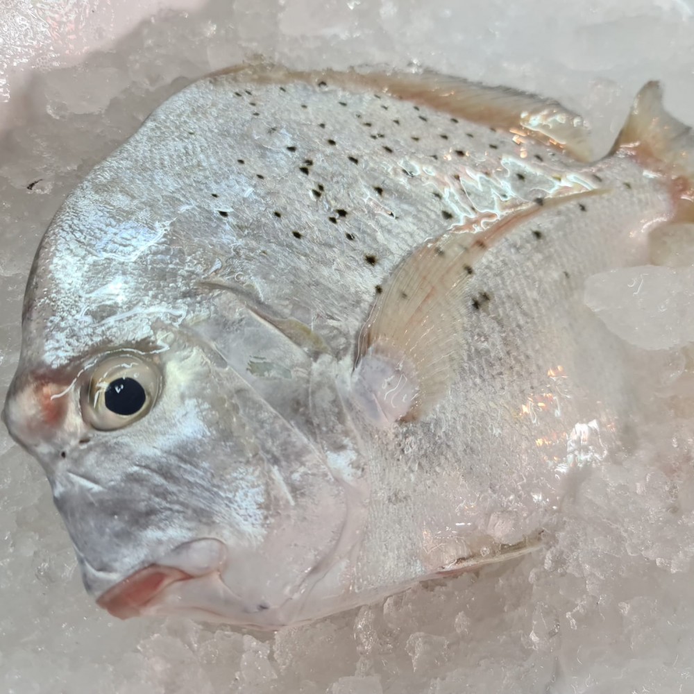 Promotion Spotted Sickle Fish