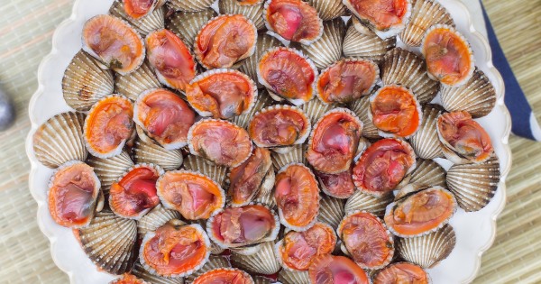 Frozen Cockles Half Shell